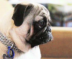 Dog puppy queue GIF on GIFER - by Hugirus