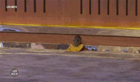 Hungry cheese mouse GIF on GIFER - by Mikalmaran