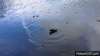 Ducks GIF on GIFER - by Perilak