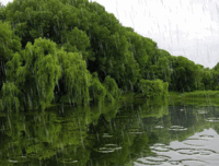 GIF forest - animated GIF on GIFER - by Kegul