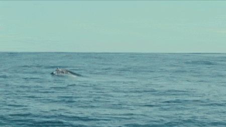 Ocean GIF on GIFER - by Brightterror