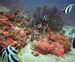 Fish tropical fish andaman reef GIF on GIFER - by Mikakree