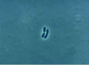 GIF biology - animated GIF on GIFER - by Cerejurus