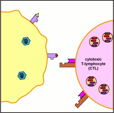 Biology GIF on GIFER - by Anarasius