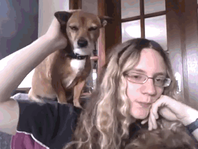GIF cute dog pet - animated GIF on GIFER - by Agadwyn