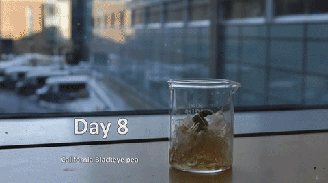 Timelapse plant growth GIF on GIFER - by Cordador