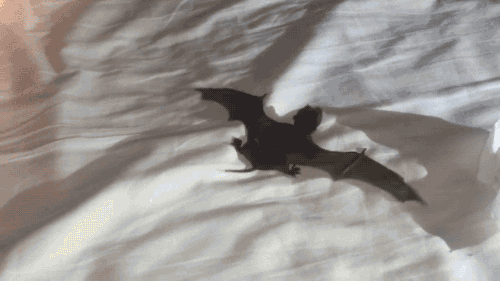 Bat GIF on GIFER - by Kazrataxe