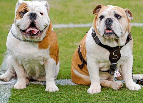 GIF bulldog - animated GIF on GIFER - by Ironbringer