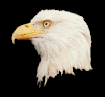Eagle graphics GIF on GIFER - by Dogda