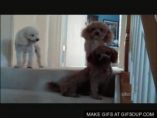 Poodle GIF on GIFER - by Huginara
