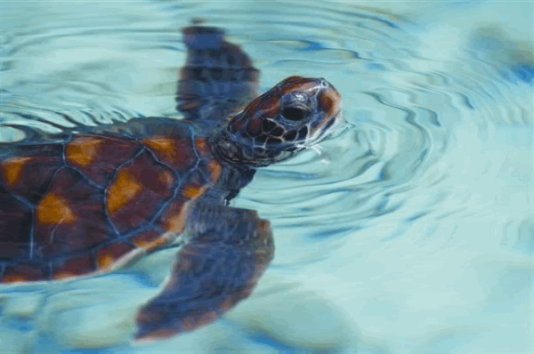 GIF turtle - animated GIF on GIFER - by Nagas