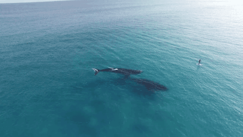 GIF whale - animated GIF on GIFER - by Melkis