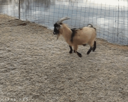 Ice goat GIF on GIFER - by Galbine