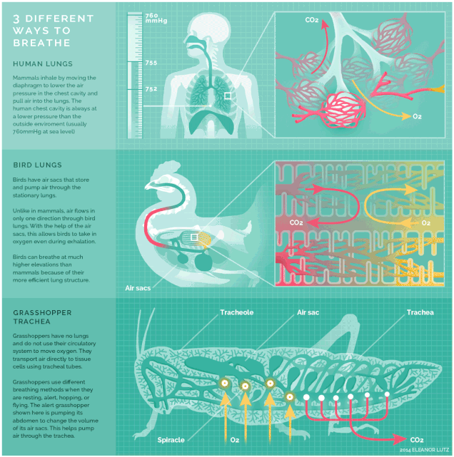 Biology respiration breathing GIF on GIFER - by Beazenius