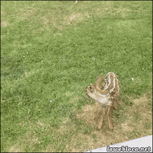 GIF deer animals - animated GIF on GIFER - by Sirantrius
