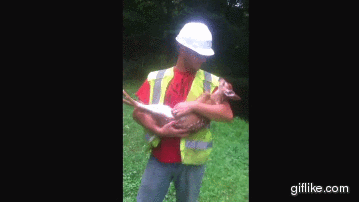 Just deer safety GIF on GIFER - by Aragul