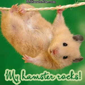 Hamster GIF on GIFER - by Anayasius