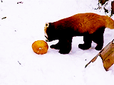 Red panda animals red GIF on GIFER - by Andromahelm