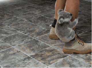 Koala leg ankle GIF on GIFER - by Bladeconjuror