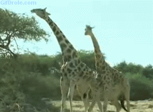 Giraffe giraffes unusual GIF on GIFER - by Magra