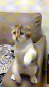 Gif Animado Olhar De Desaprovacao Tabique Digital