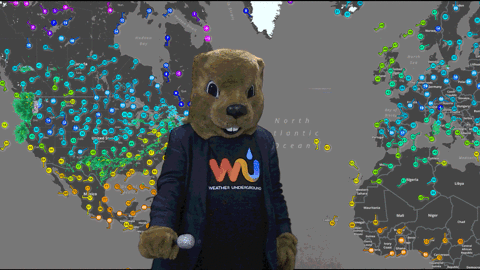 Gif Del Dedo Medio Animaciones De Dedo Medio Gratis En Lottie JSON,