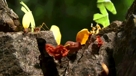 Vimeo biologia arte GIF en GIFER - de Marn