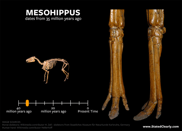 Evolution science horse GIF on GIFER - by Tokinos