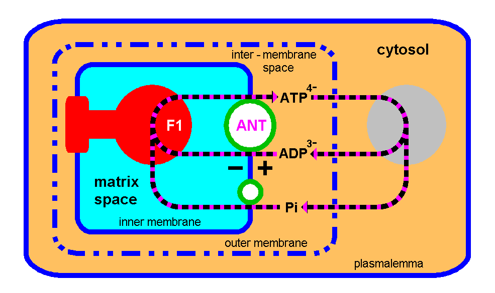 Atp GIF on GIFER - by Lightworm