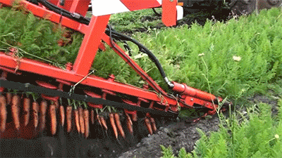 Carrot GIF on GIFER - by Fearlesssinger