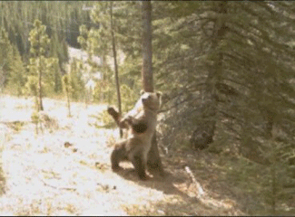 GIF bear bears stephen colbert - animated GIF on GIFER - by Colore