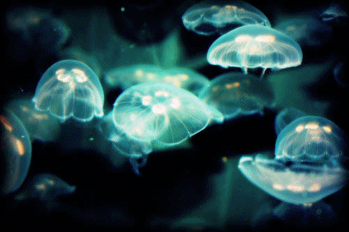 Water jellyfish nature GIF on GIFER - by Moshicage