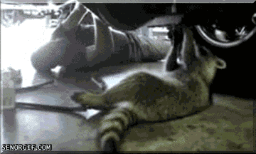 Raccoon cars nothing GIF on GIFER - by Babar