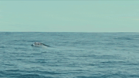 Ocean sea whale GIF on GIFER - by Mugra