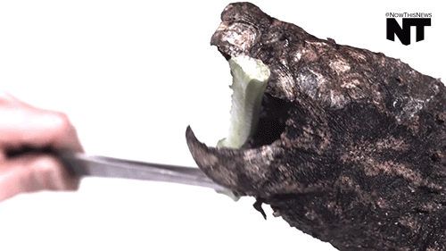 Praying mantis news GIF on GIFER - by Felhalace
