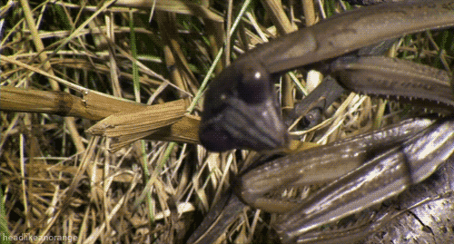 Praying mantis insects nature GIF on GIFER - by Bunn