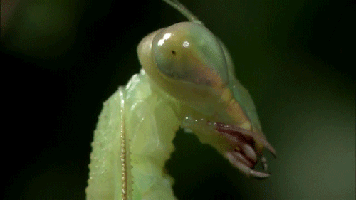 Praying mantis insect GIF on GIFER - by Conjular