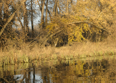 Conservation GIF on GIFER - by Ironmoon