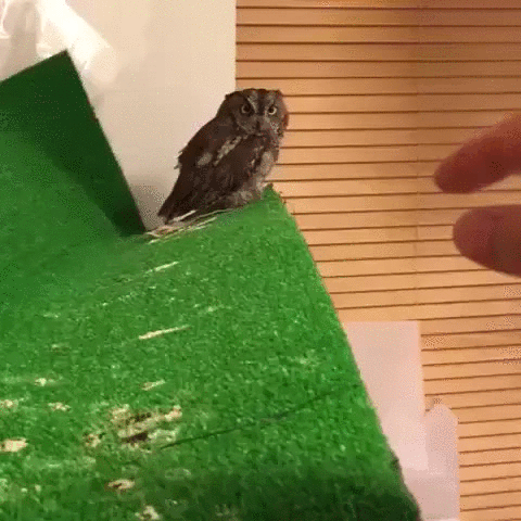 Gif De Paseo De Hocus Pocus