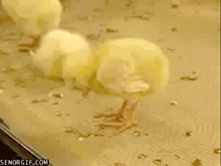 Chicken sleepy GIF on GIFER - by Zulut