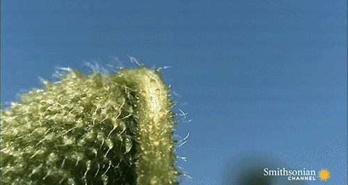 GIF science nature plants - animated GIF on GIFER - by Nightfont