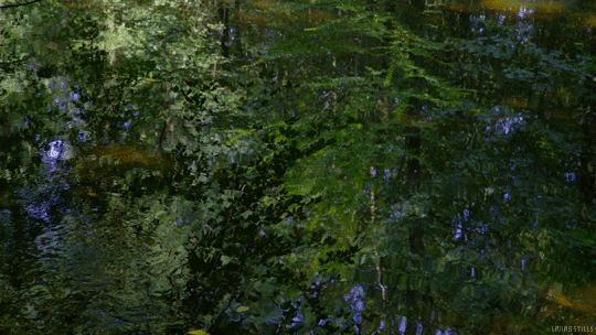GIF trees water nature - animated GIF on GIFER - by Fearlesshammer