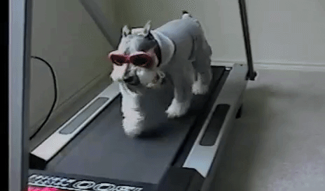 Cat dance GIF on GIFER - by Malanadar