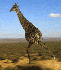 Girafa Andando Gif