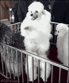 Dog poodle animals GIF on GIFER - by Truthworm