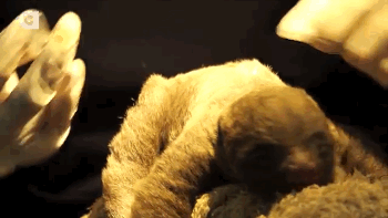 Sloth GIF on GIFER - by Mell