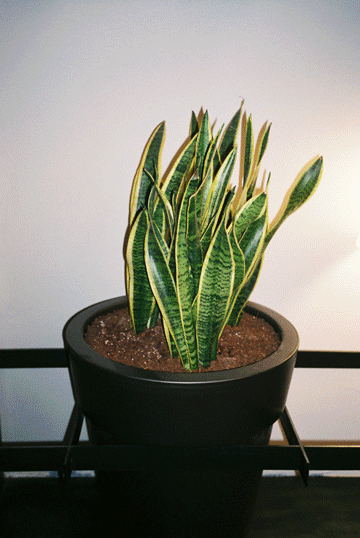 Plants GIF on GIFER - by Maribor