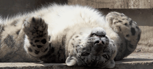 Leopard Gif Tumblr