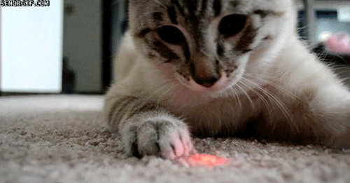 Cat light watching GIF on GIFER - by Shaktikazahn