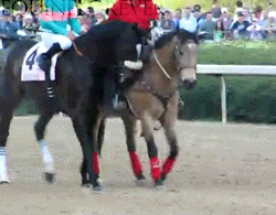 Thoroughbred zenyatta course GIF sur GIFER - par Moonscar